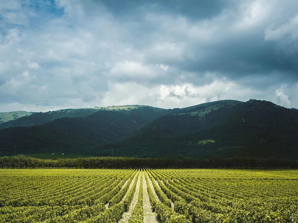 Gironde : des ballons gonflés à l'hélium pour protéger les vignobles de ...